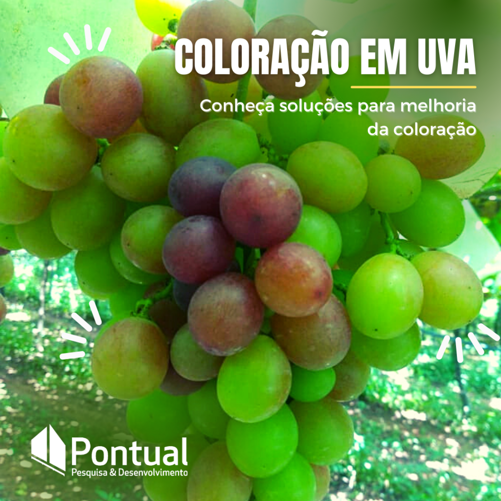 Coloração em Uva - Pontual Pesquisa